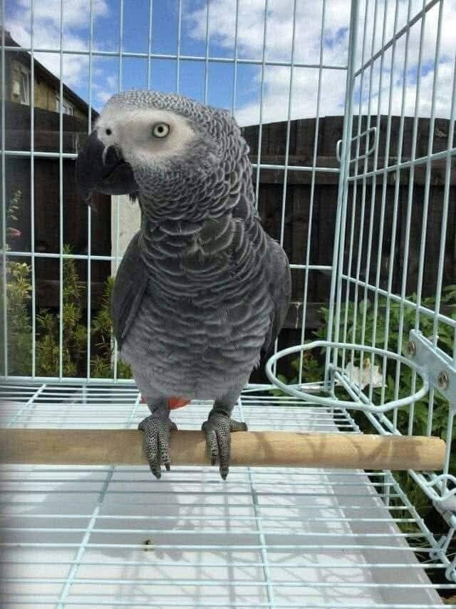 African grey parrots for sale | buy cheap grey parrots| order now