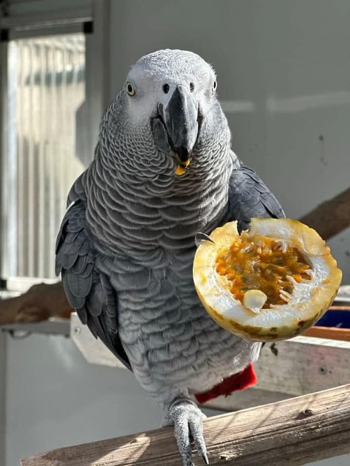 African grey parrots for sale | buy cheap grey parrots| order now