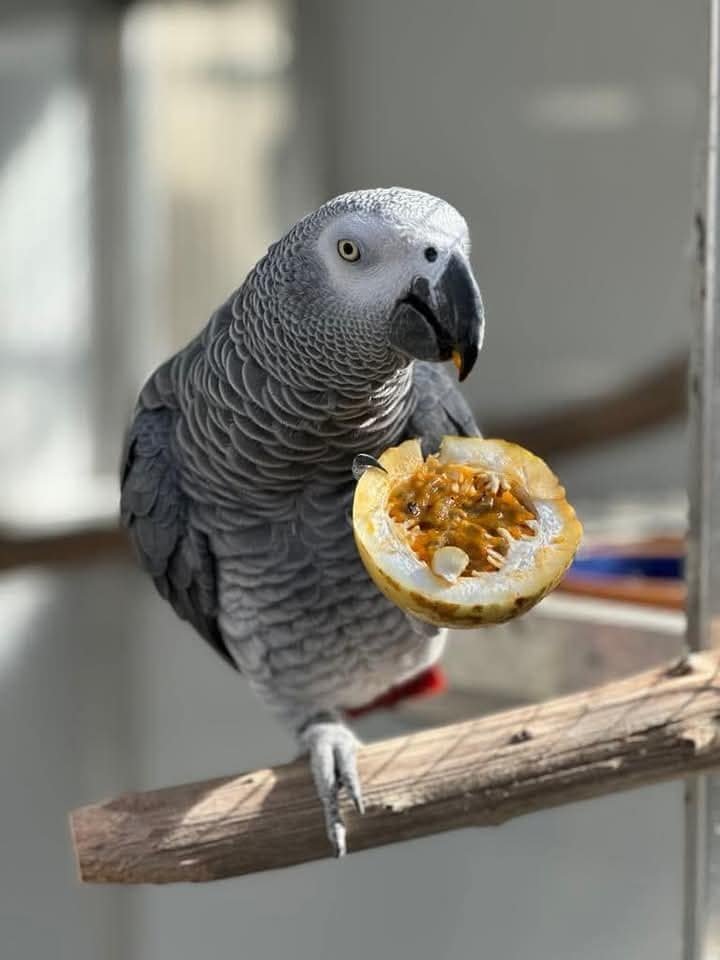 African grey parrots for sale | buy cheap grey parrots| order now