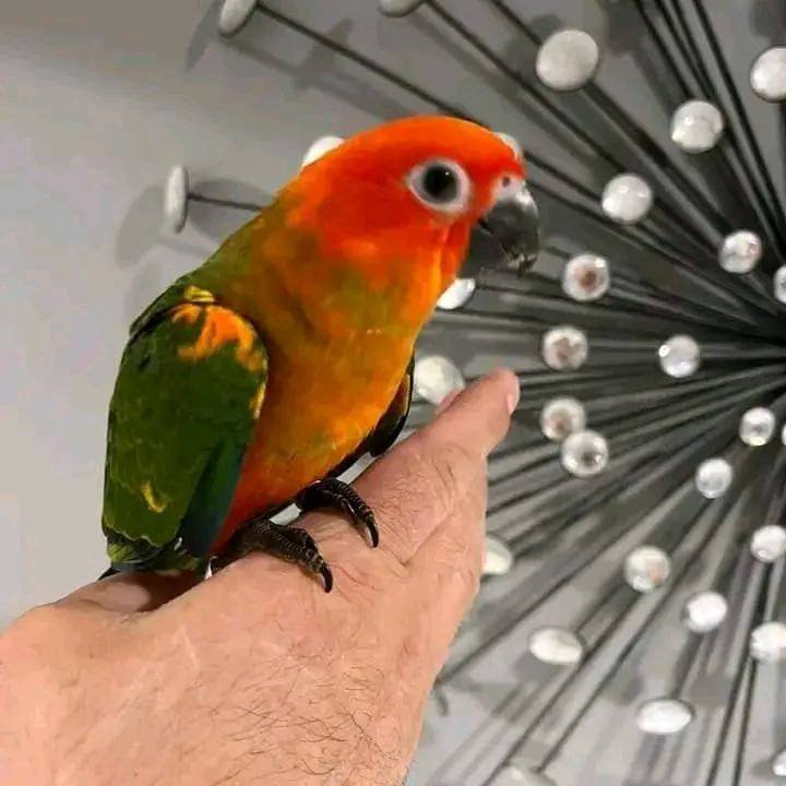 CANARIES Archives | parrotglow.com