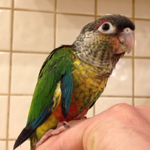 CONURE PARROTS Archives | parrotglow.com