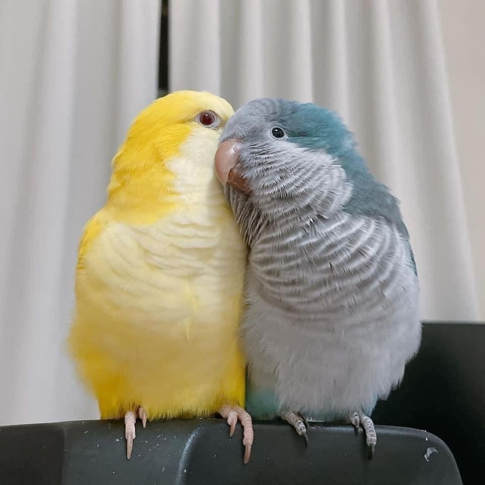 Quaker Parrots | parrotglow.com