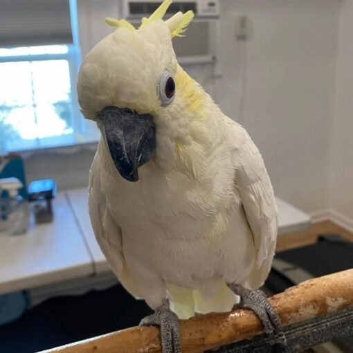 COCKATOO PARROTS Archives | parrotglow.com