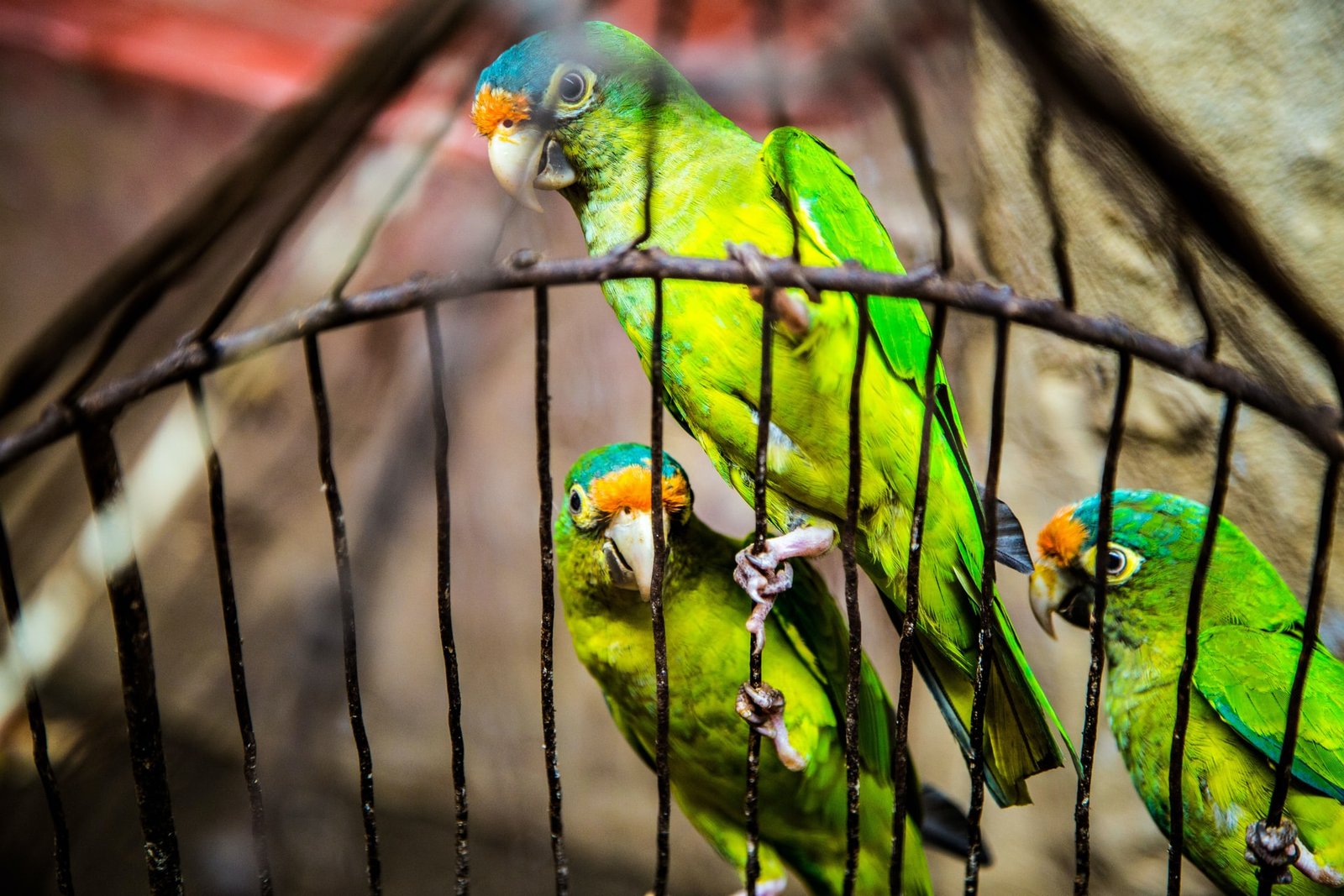 What to Expect When You Buy a Parrot from ParrotGlow | parrotglow.com